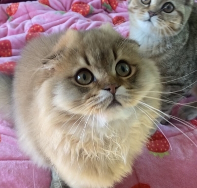 Sara - Cat Breeder in Sonoma, California