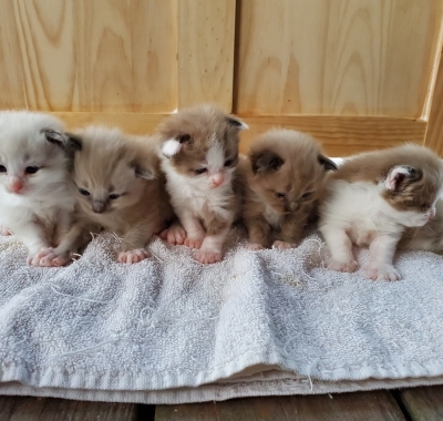 Kitty - Cattery in Daytona Beach, Florida