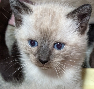 Twila - Cat Breeder in Keosauqua, Iowa